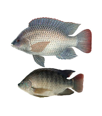 Tilapia Fish - Iran2africa